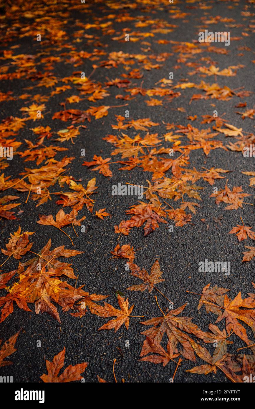 wet maple tree leaves on pavement, ground during autumn Stock Photo - Alamy