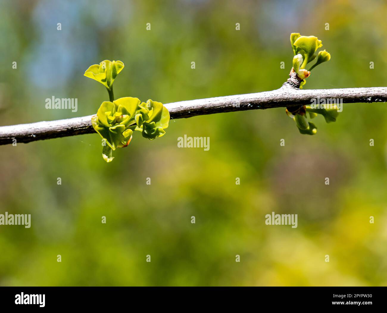 Gingko biloba pendula hi-res stock photography and images - Alamy