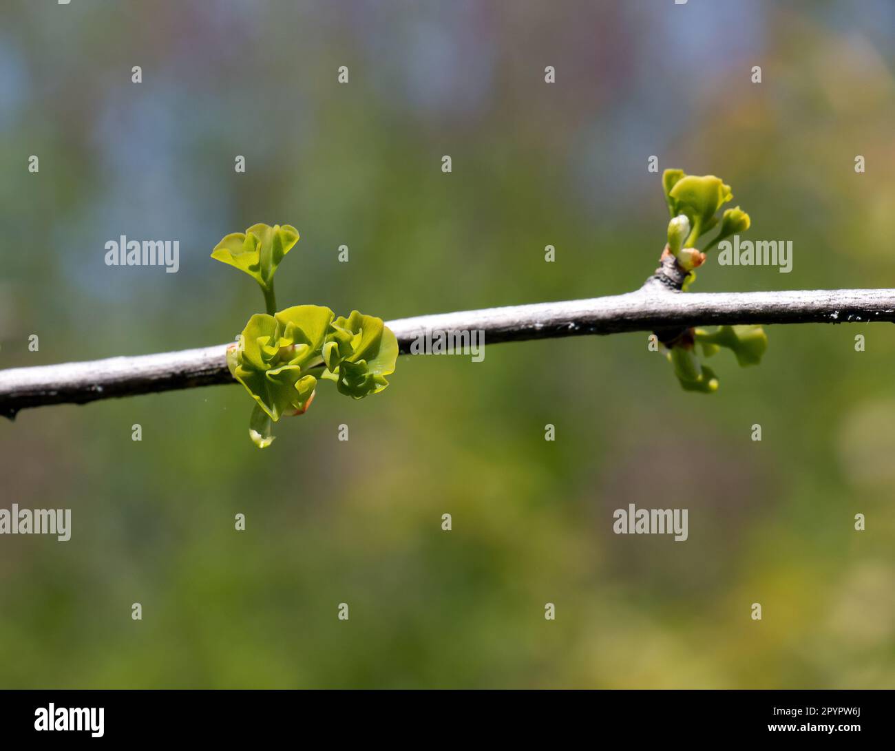 Gingko biloba pendula hi-res stock photography and images - Alamy