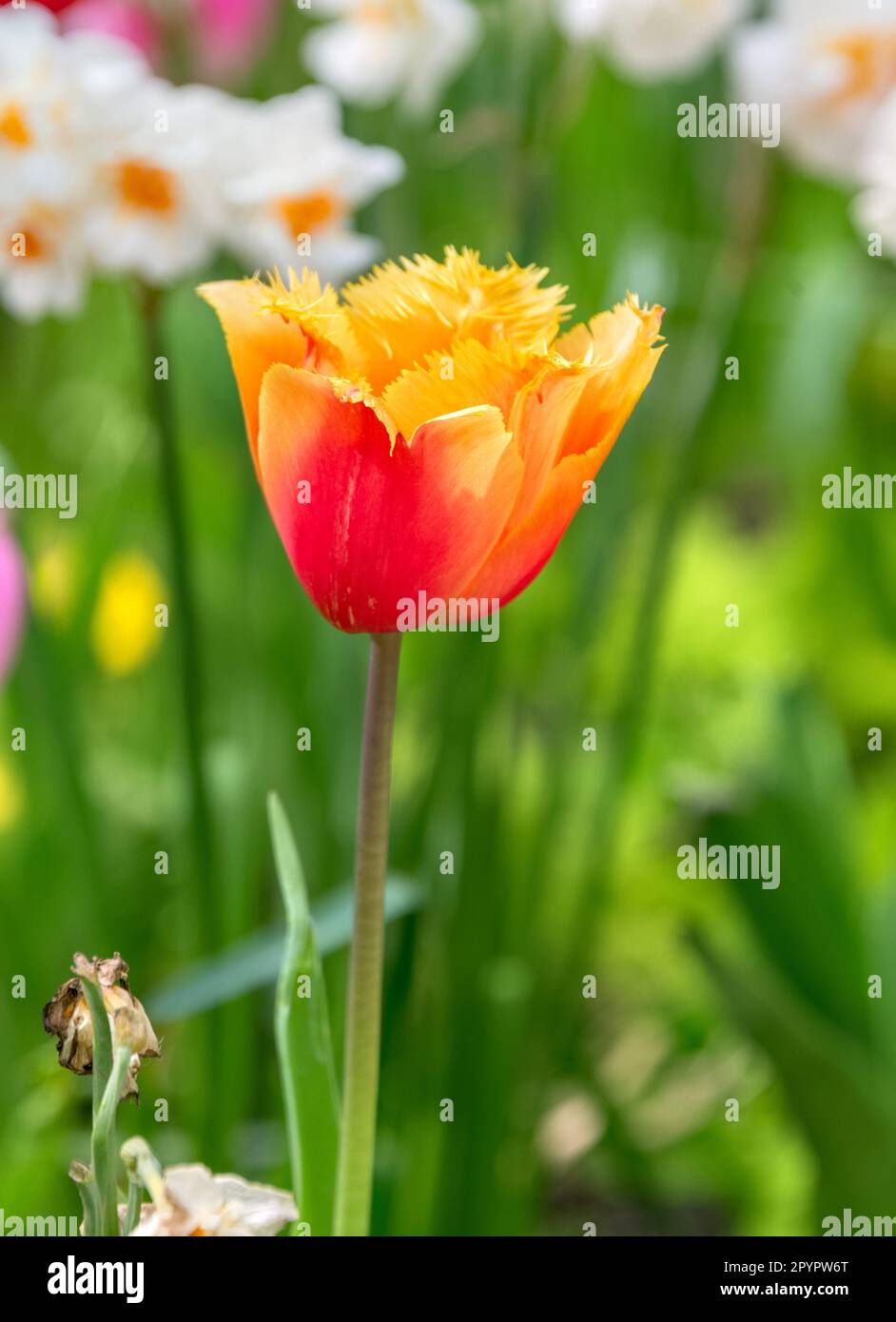 Single red and yellow tulip flowering in a flowerbed, Leicester Square ...