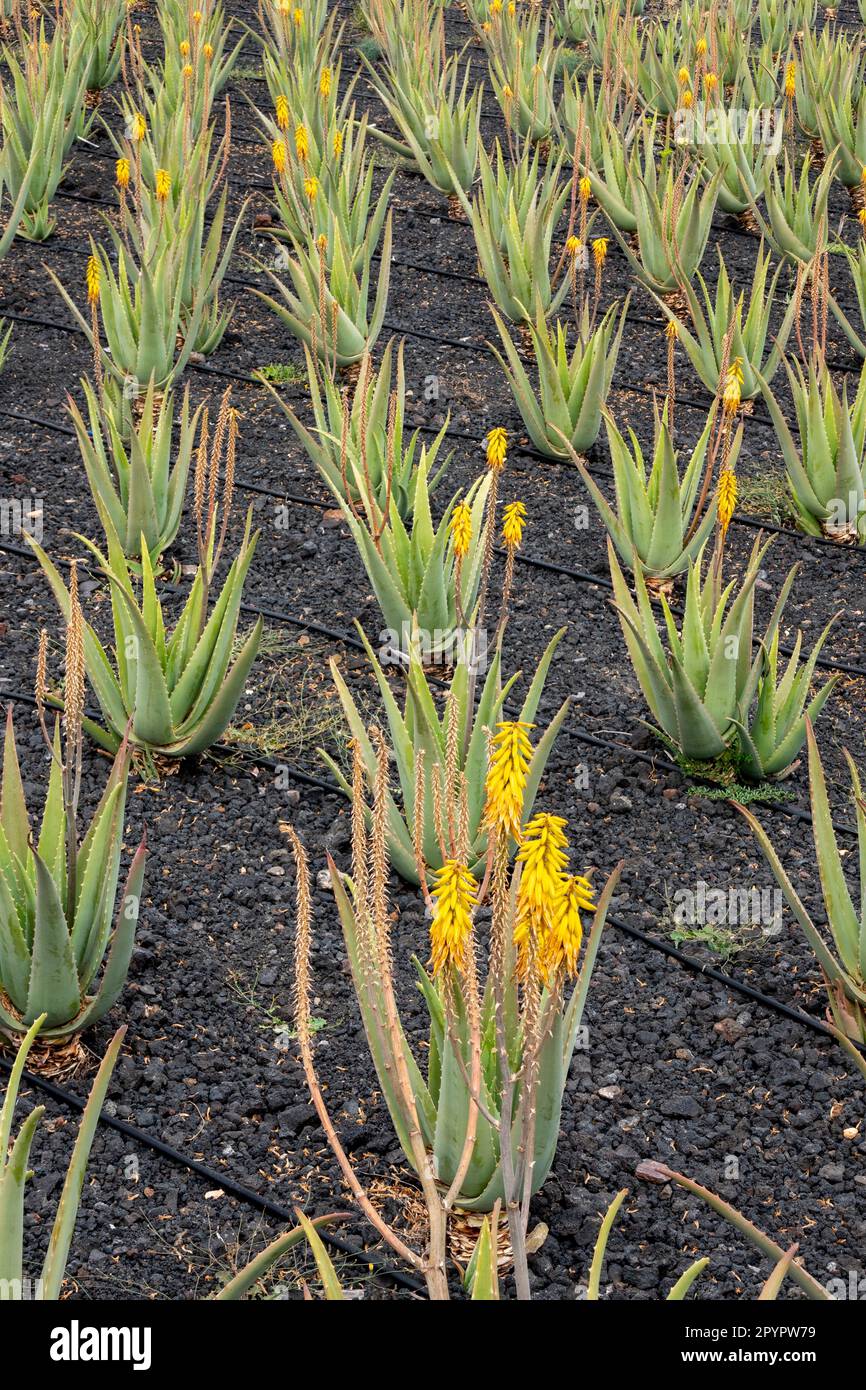 Aloe vera plantations on the island of Fuerteventura, Canary Islands ...
