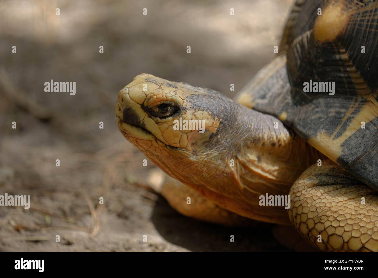Radiated tortoise (Astrochelys radiata) face in macro Stock Photo - Alamy