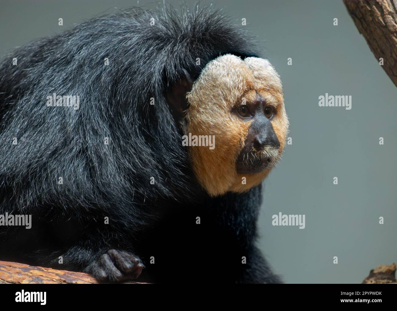 White-faced Saki (Pithecia pithecia) looking intently Stock Photo - Alamy