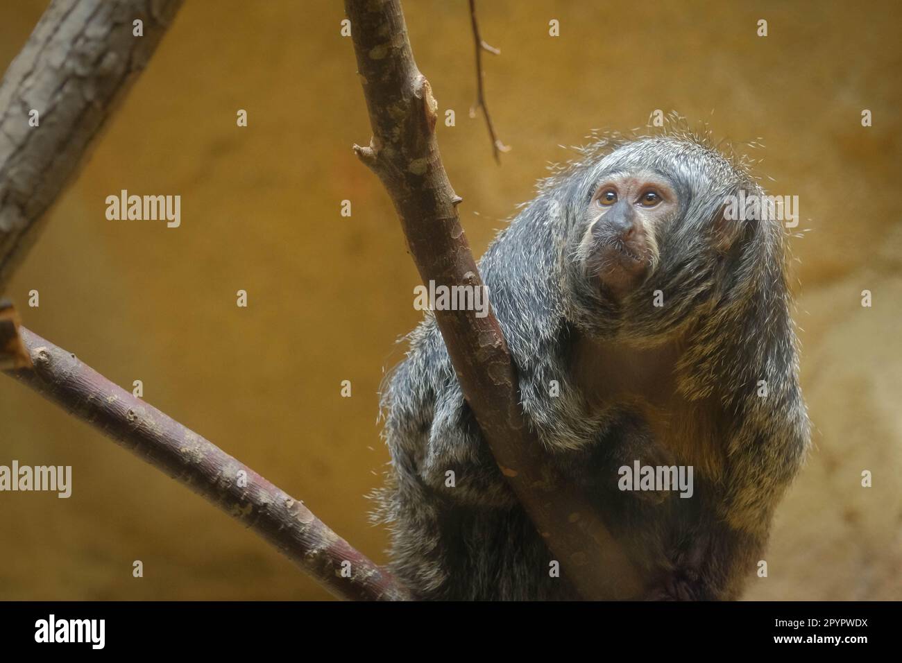Female white-faced Saki (Pithecia pithecia) looking intently Stock ...