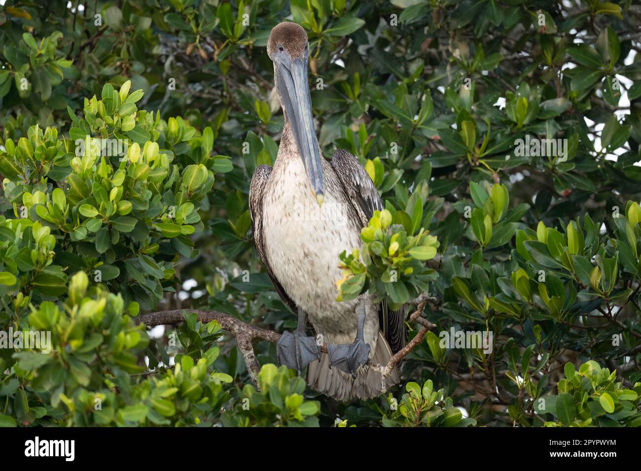 Brown pelican in mangrove trees, Florida Stock Photo - Alamy