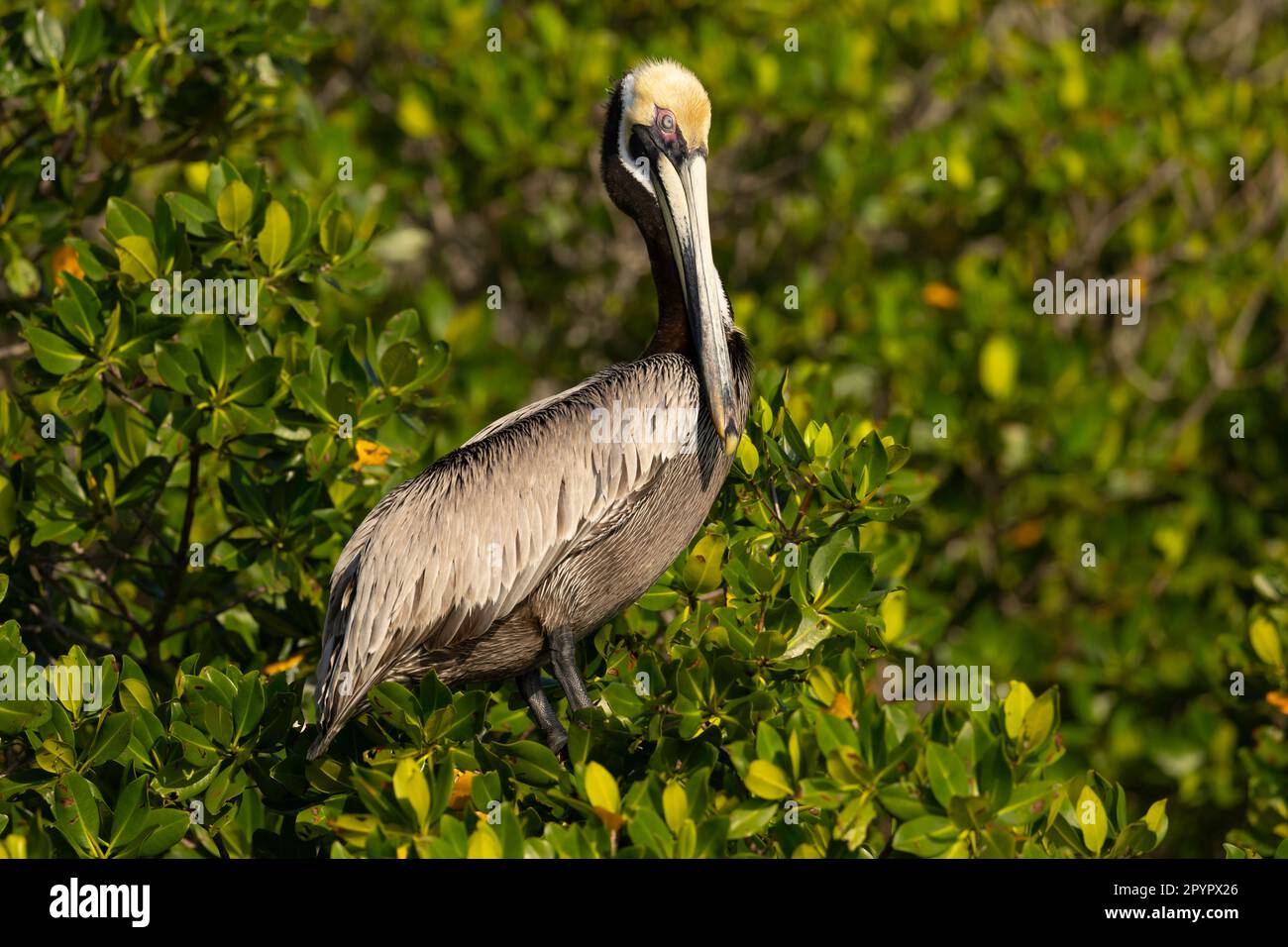 Brown pelican in mangrove trees, Florida Stock Photo - Alamy