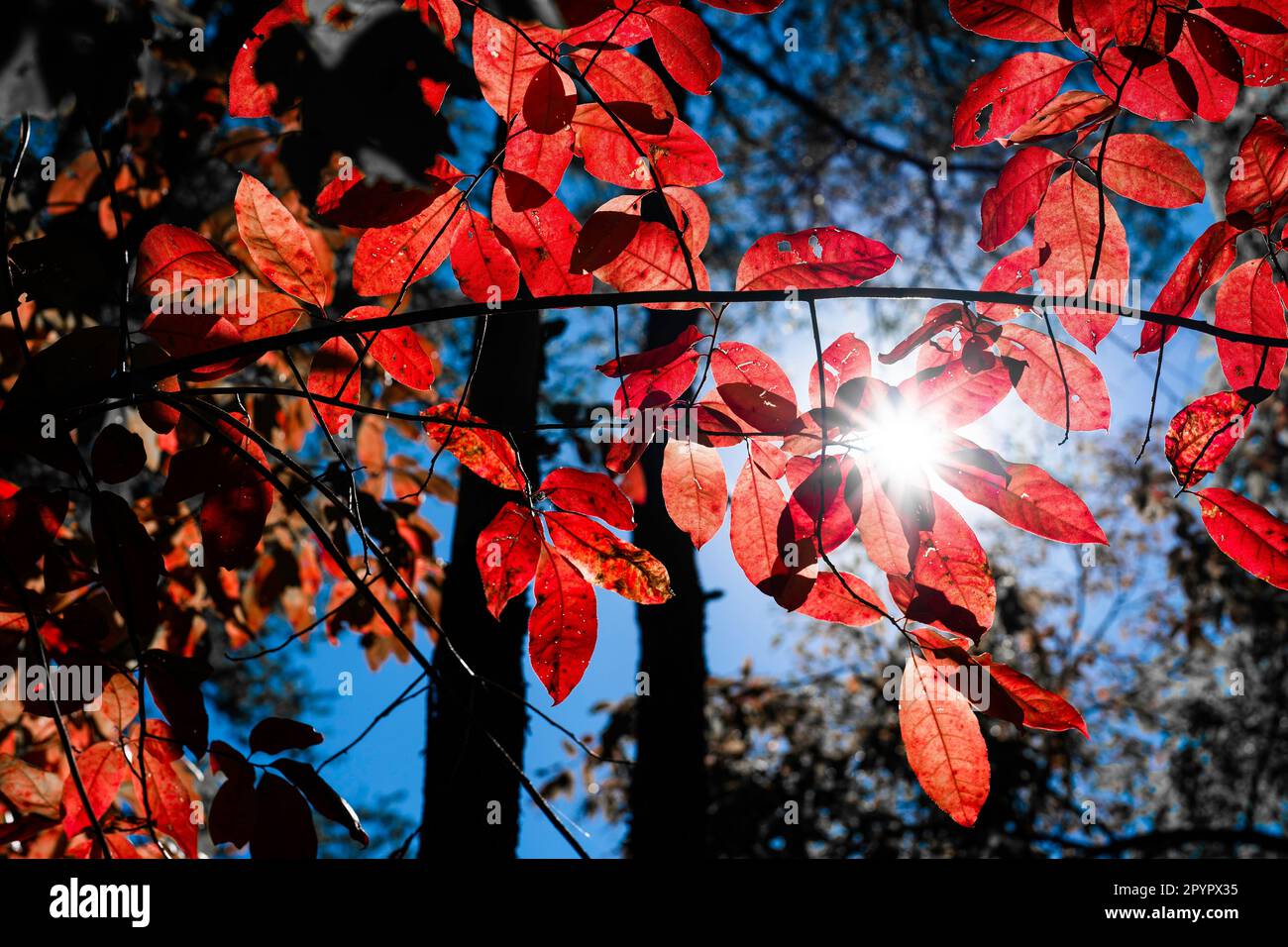 Sun in background of red fall leaves at Big Soddy Gulf in Chattanooga ...