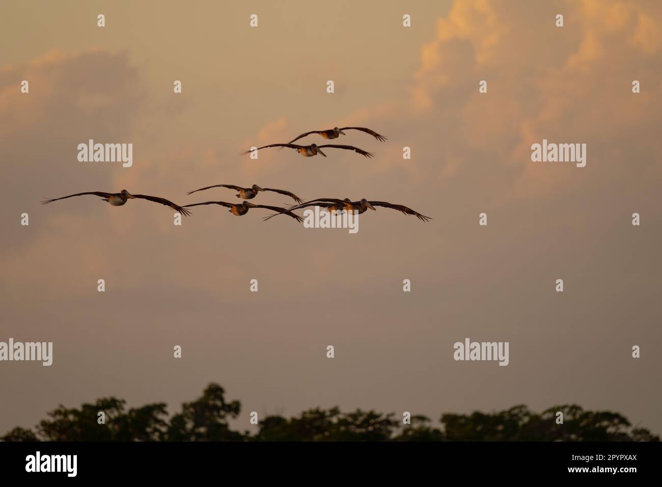 Brown pelican flock in flight, Florida Stock Photo - Alamy