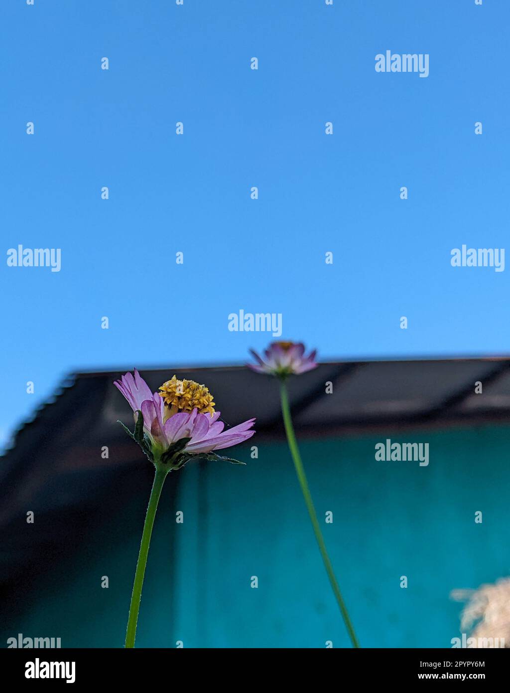 Cosmos caudatus or king's salad is an annual plant in the genus Cosmos ...