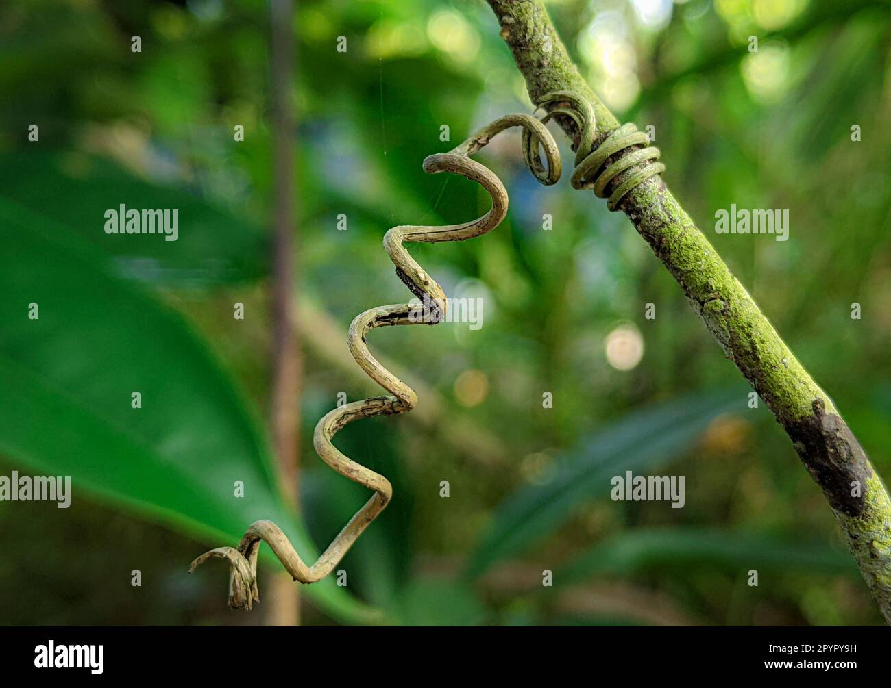 A plant twisting and winding it s branch to reach the sunlight Stock ...