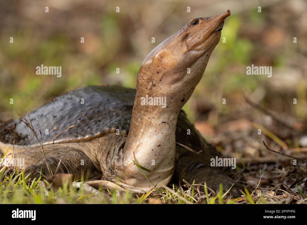 Florida softshell turtle on land Stock Photo - Alamy