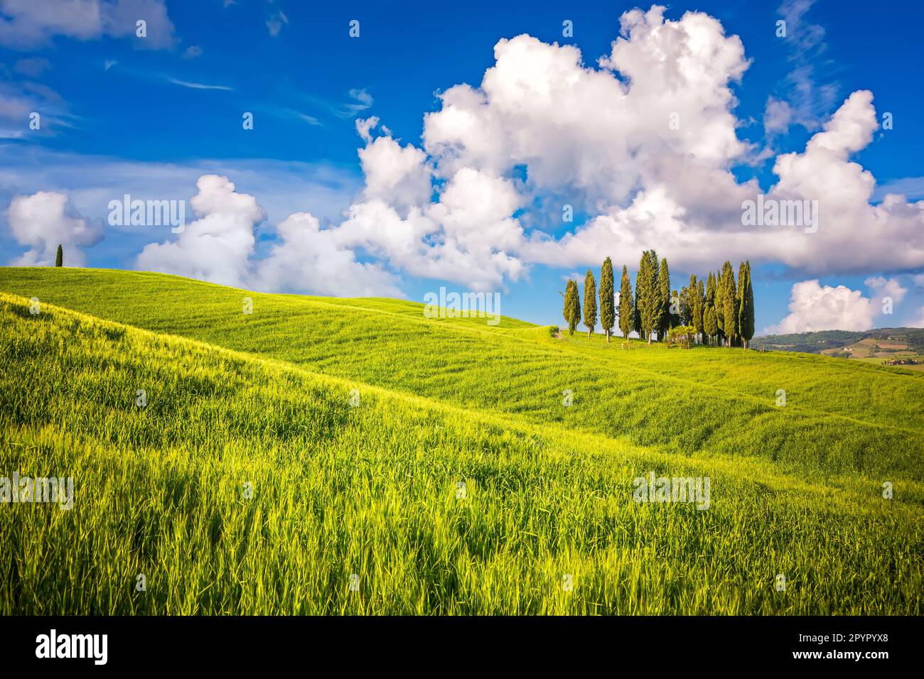 Sunny day green green grove hi-res stock photography and images - Alamy