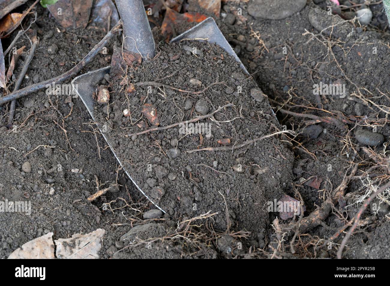 A shovel is being used to extract soil from the garden or at a building ...
