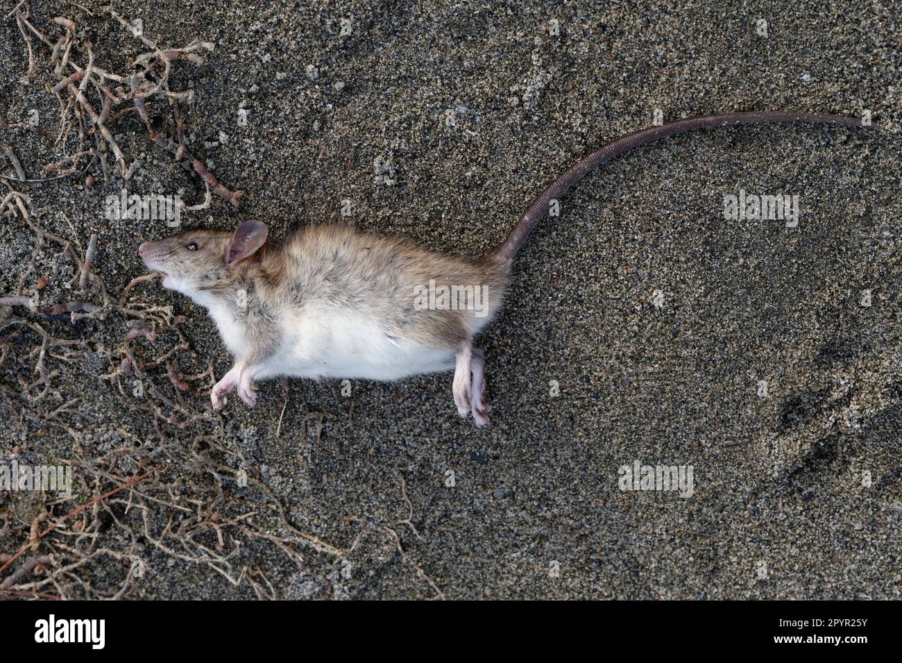The end of life, a dead rat lies on the ground Stock Photo - Alamy
