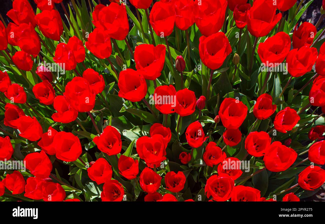 top down view of many red tulips in the netherlands Stock Photo - Alamy