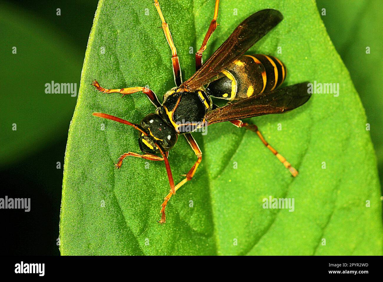 Umbrella paper wasp (Polistes chinensis) queen Stock Photo - Alamy