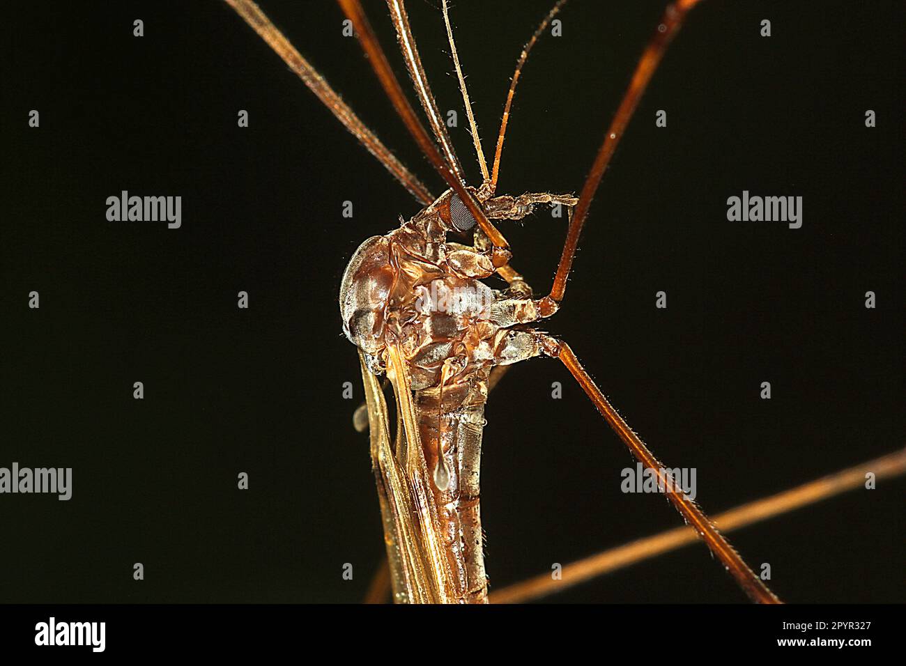 Swamp fly hi-res stock photography and images - Alamy