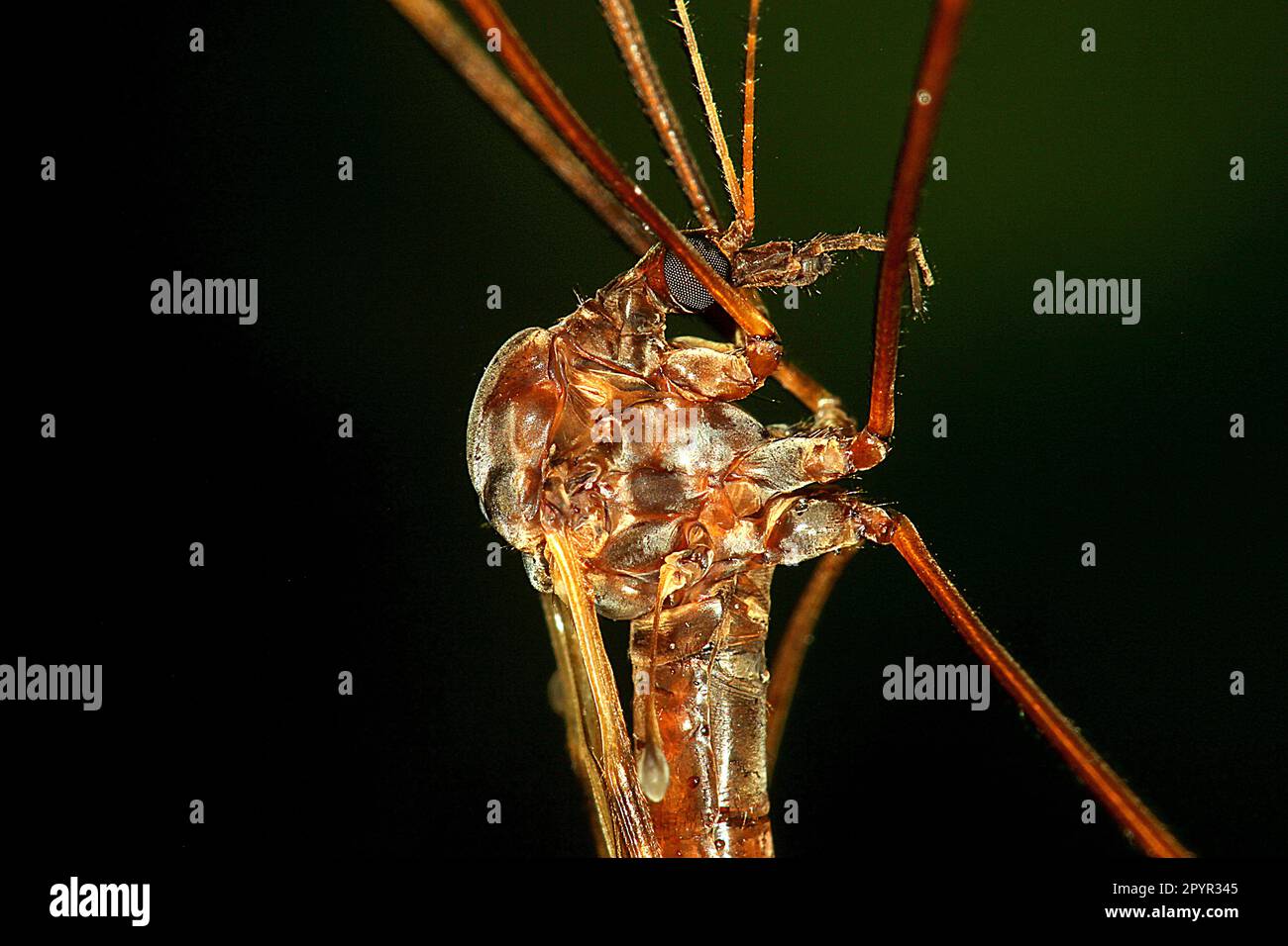 Close-up macro image of swamp crane fly (Austrolimnophila cyatheti ...