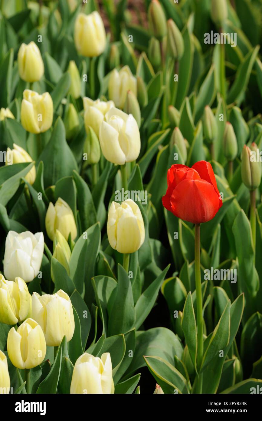 beautiful tulips in the garden on natural background Stock Photo - Alamy