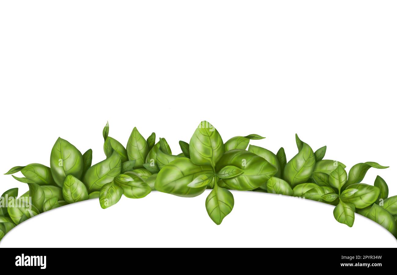 Round frame made of fresh basil bunches. Herbs, spices, ingredients ...