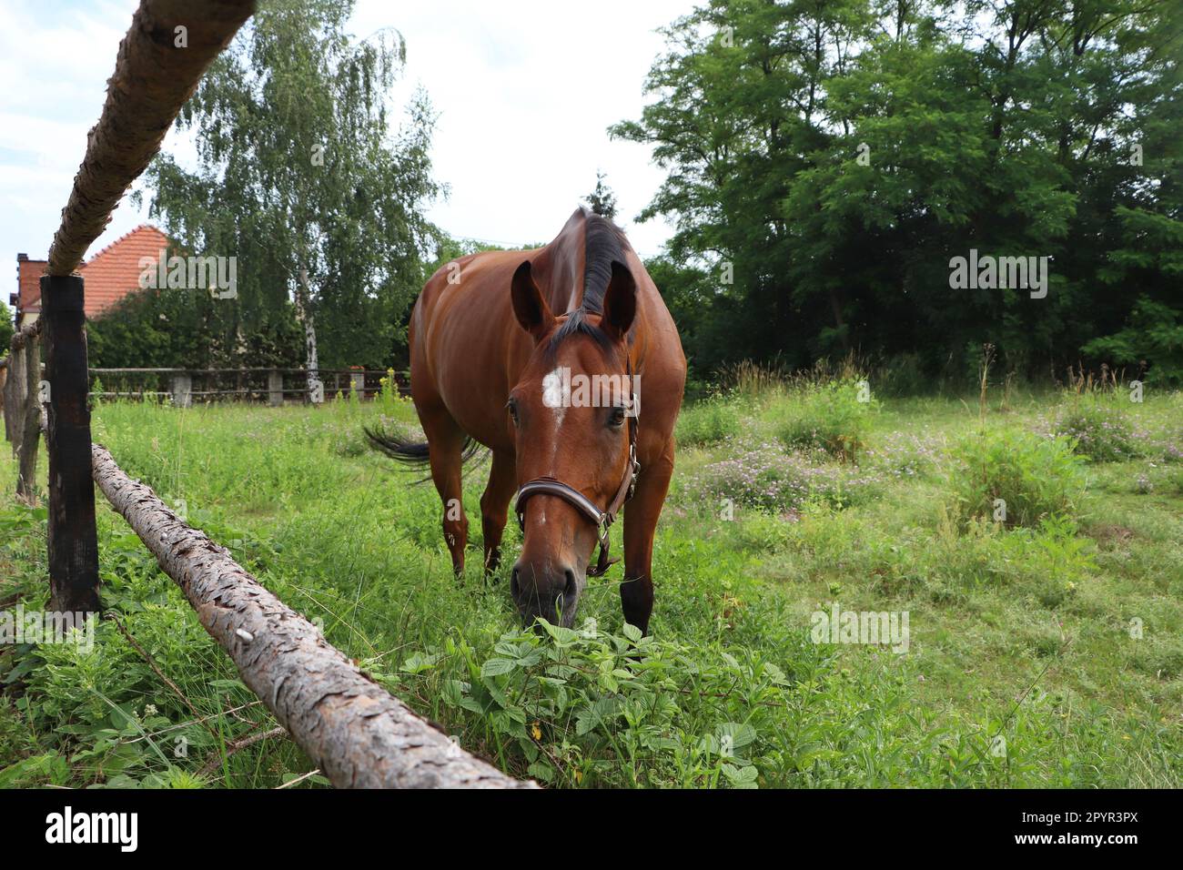 Beautiful horse grazing on green grass in paddock outdoors Stock Photo ...