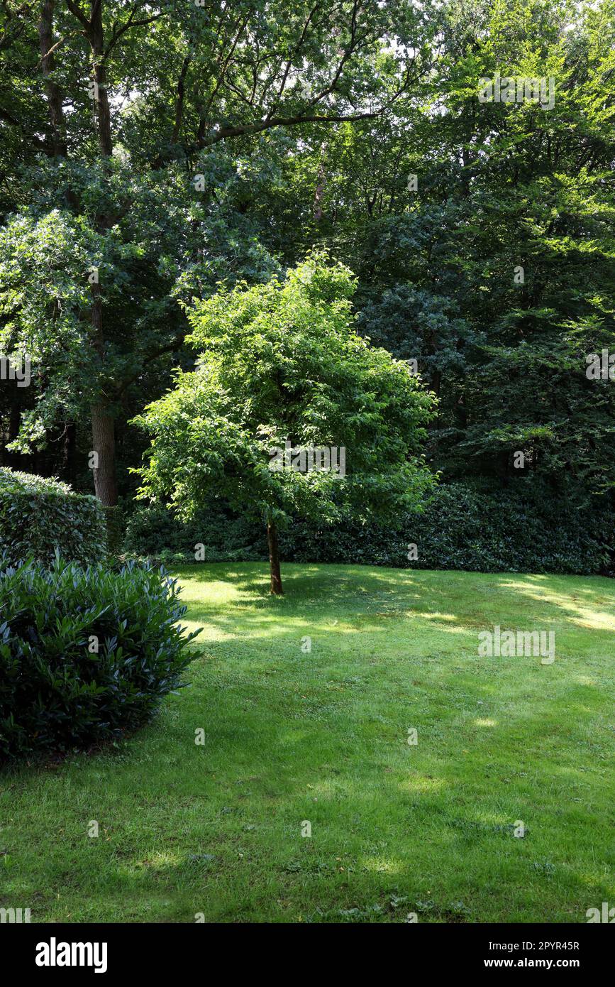 Beautiful lawn with green grass and bushes outdoors Stock Photo - Alamy