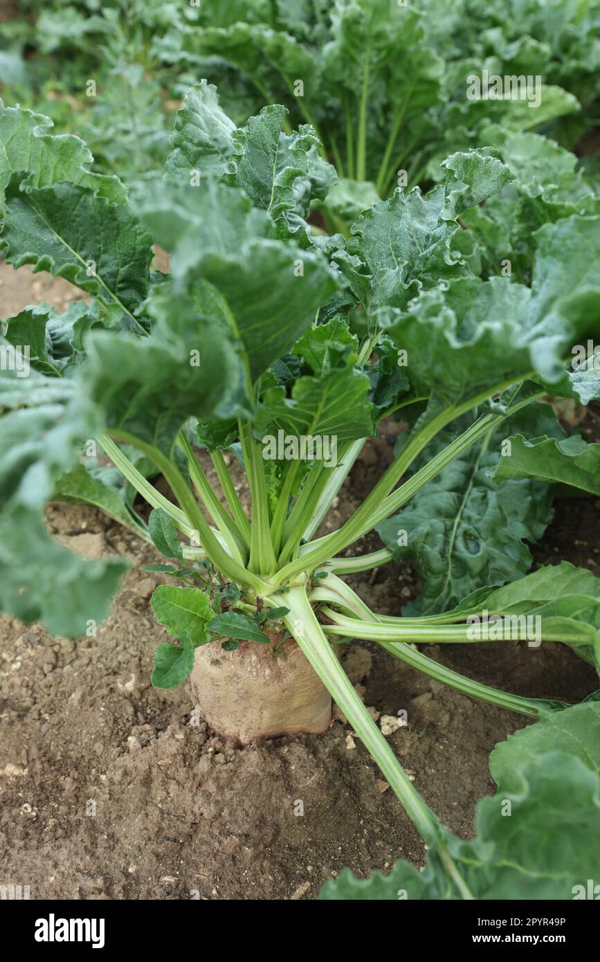 White beet plants with green leaves growing in soil, closeup Stock ...