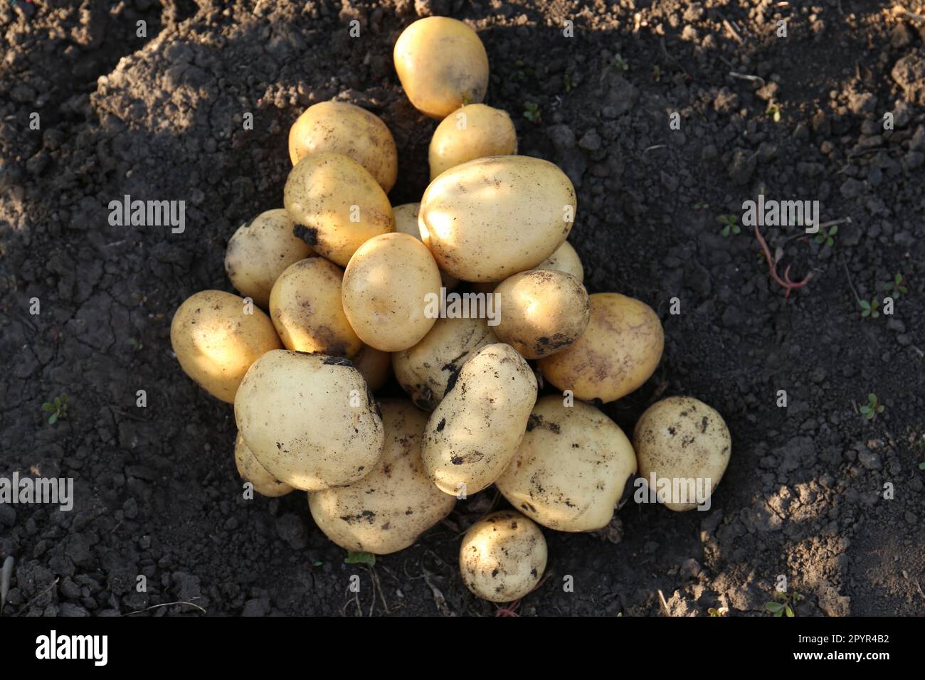 Pile of ripe potatoes on ground outdoors, top view Stock Photo - Alamy
