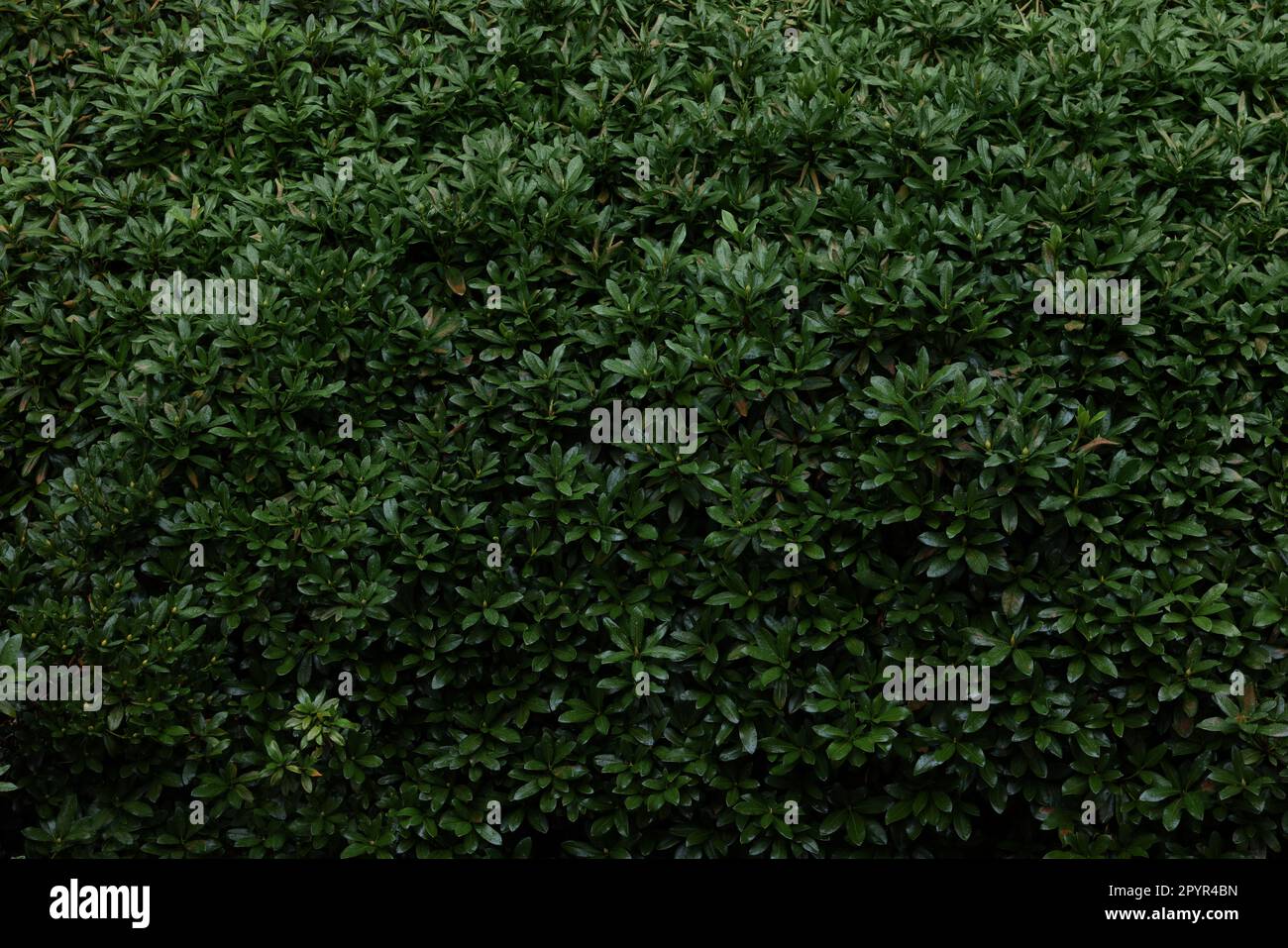Beautiful green boxwood shrub as background, closeup. Gardening and ...