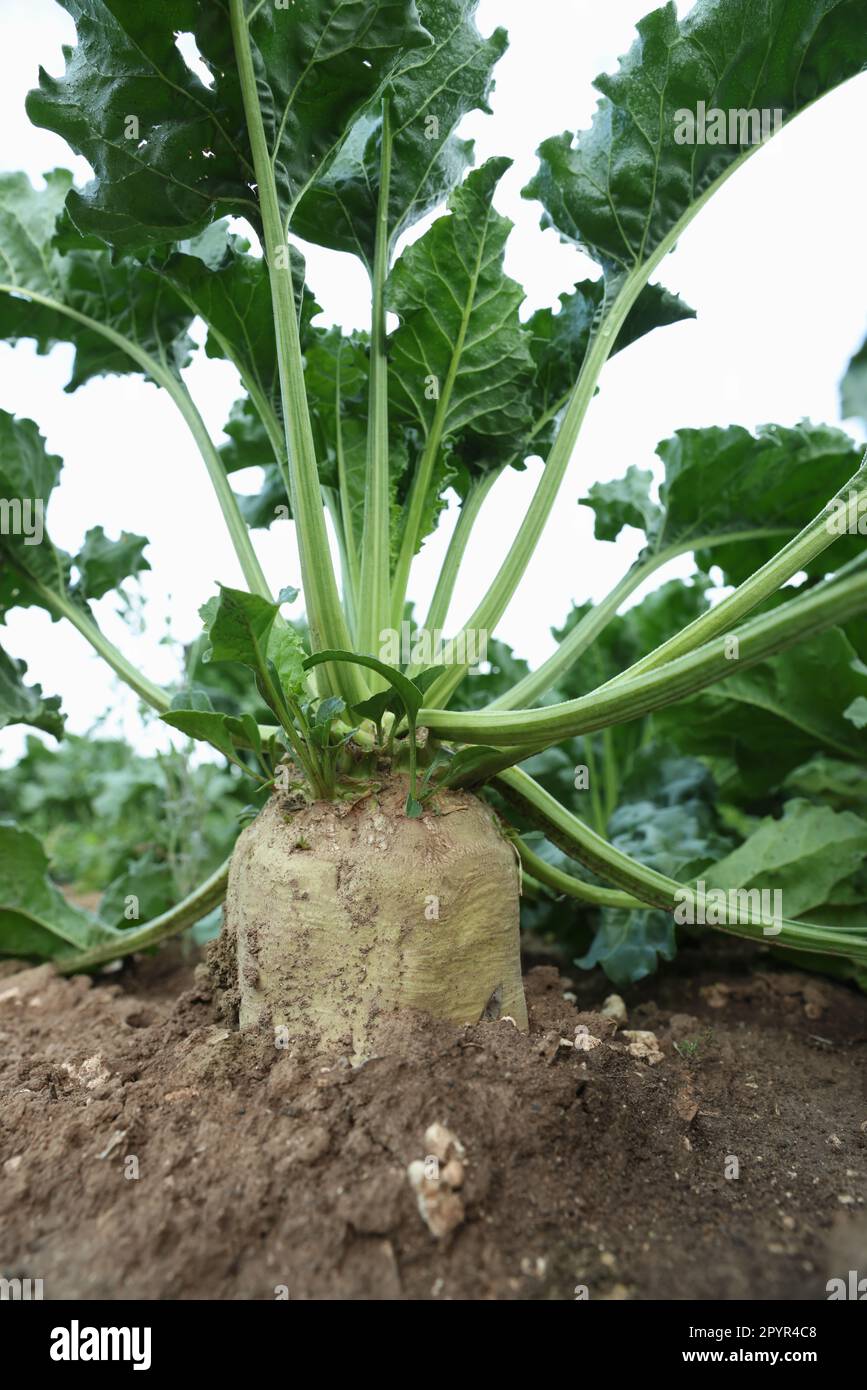 White beet plants with green leaves growing in field, closeup Stock ...