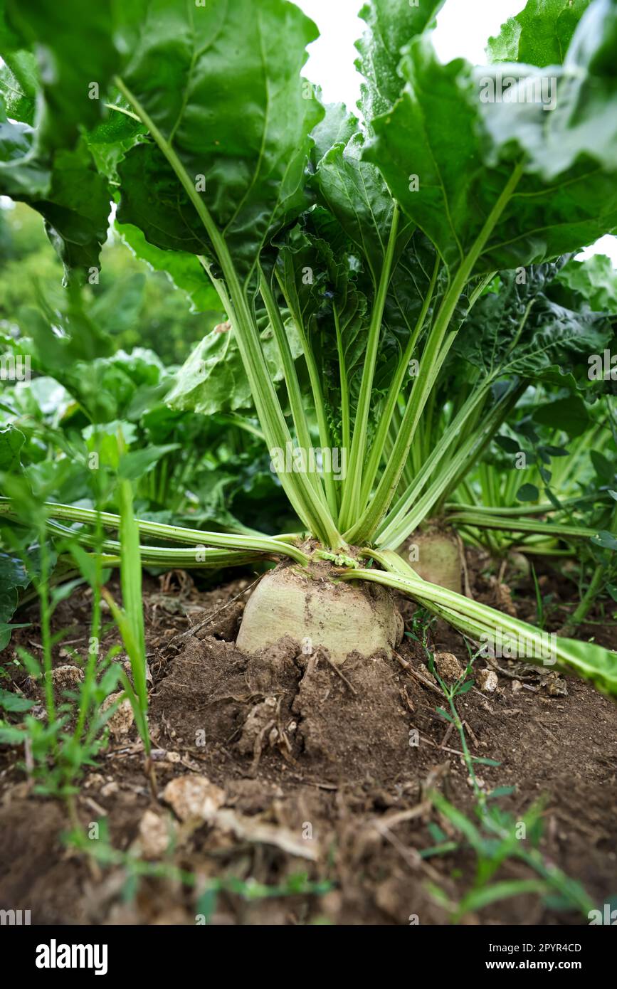 White beet plants with green leaves growing in field, closeup Stock ...