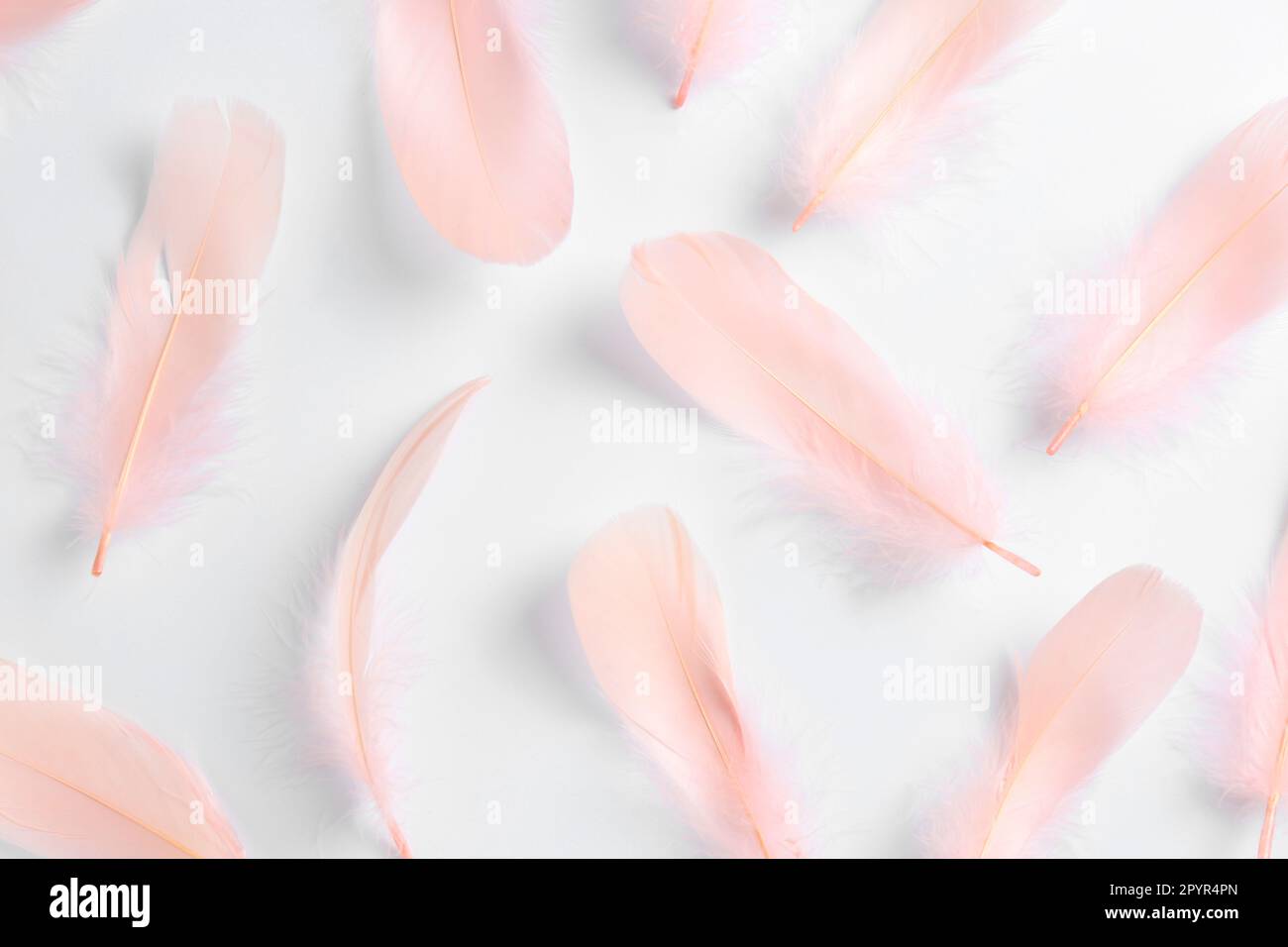 Beautiful light pink feathers on white background, flat lay Stock Photo ...