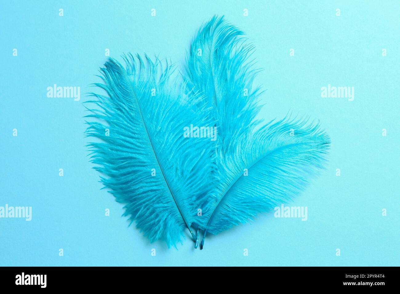 Beautiful delicate feathers on light blue background, top view Stock ...