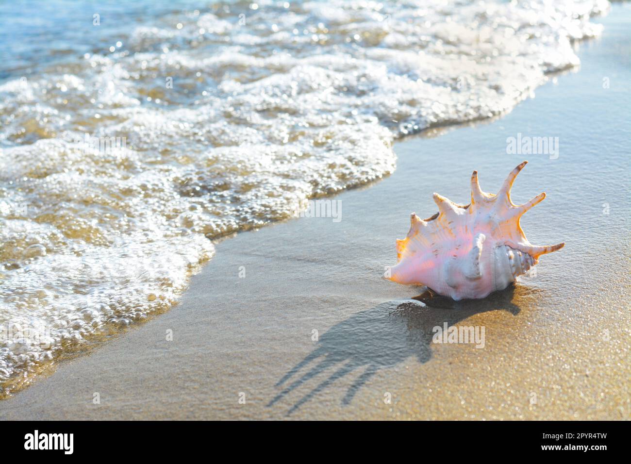 Sandy beach with beautiful shell near sea on summer day. Space for text ...
