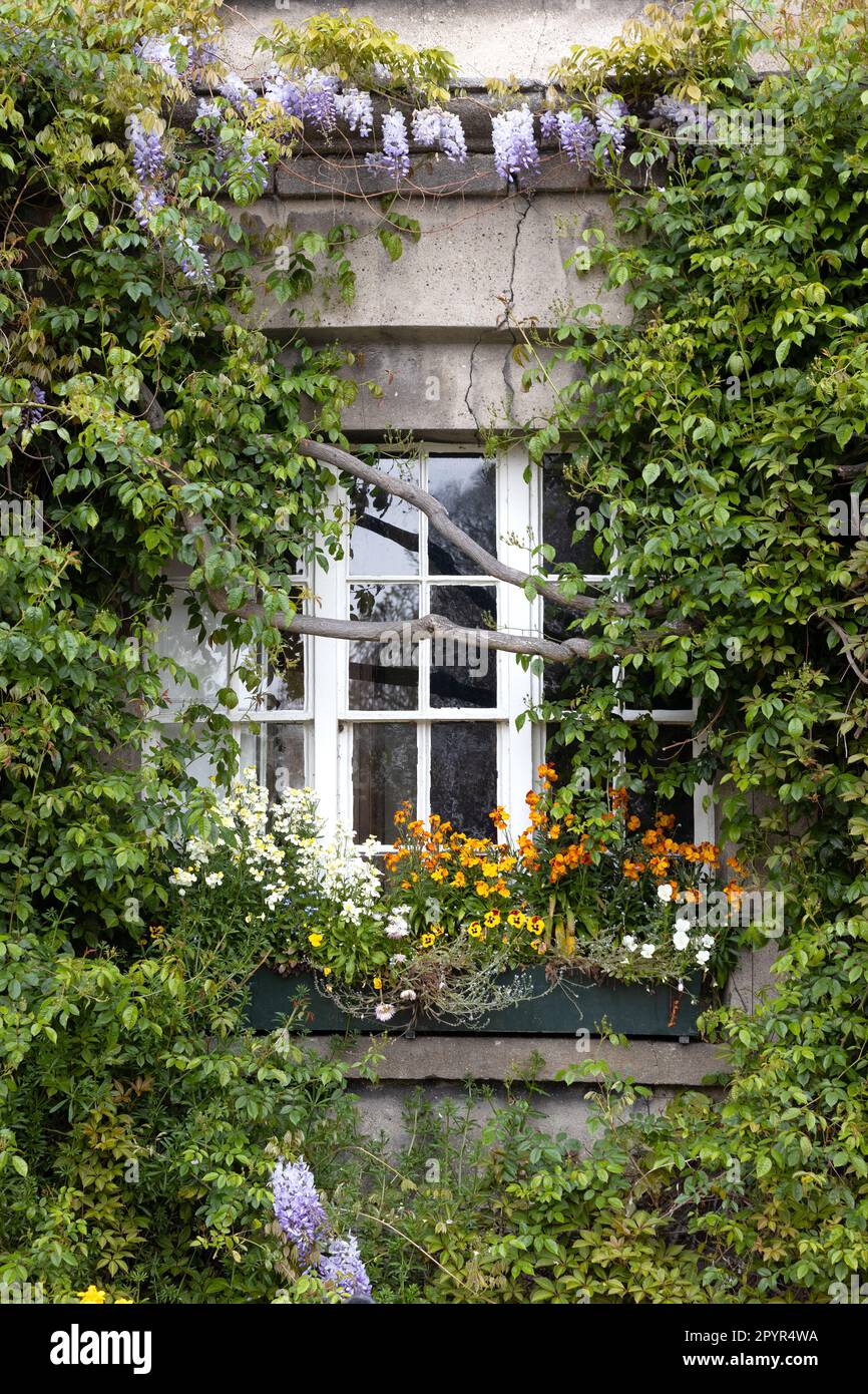 A window in an old building surrounded by wisteria, vines, and other ...