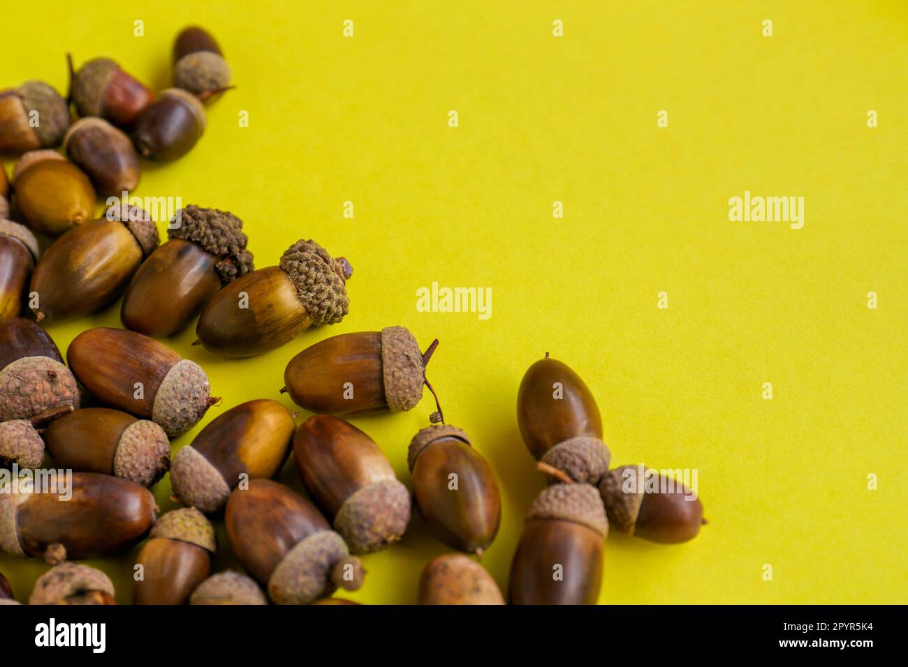 Many acorns on yellow background. Space for text Stock Photo - Alamy