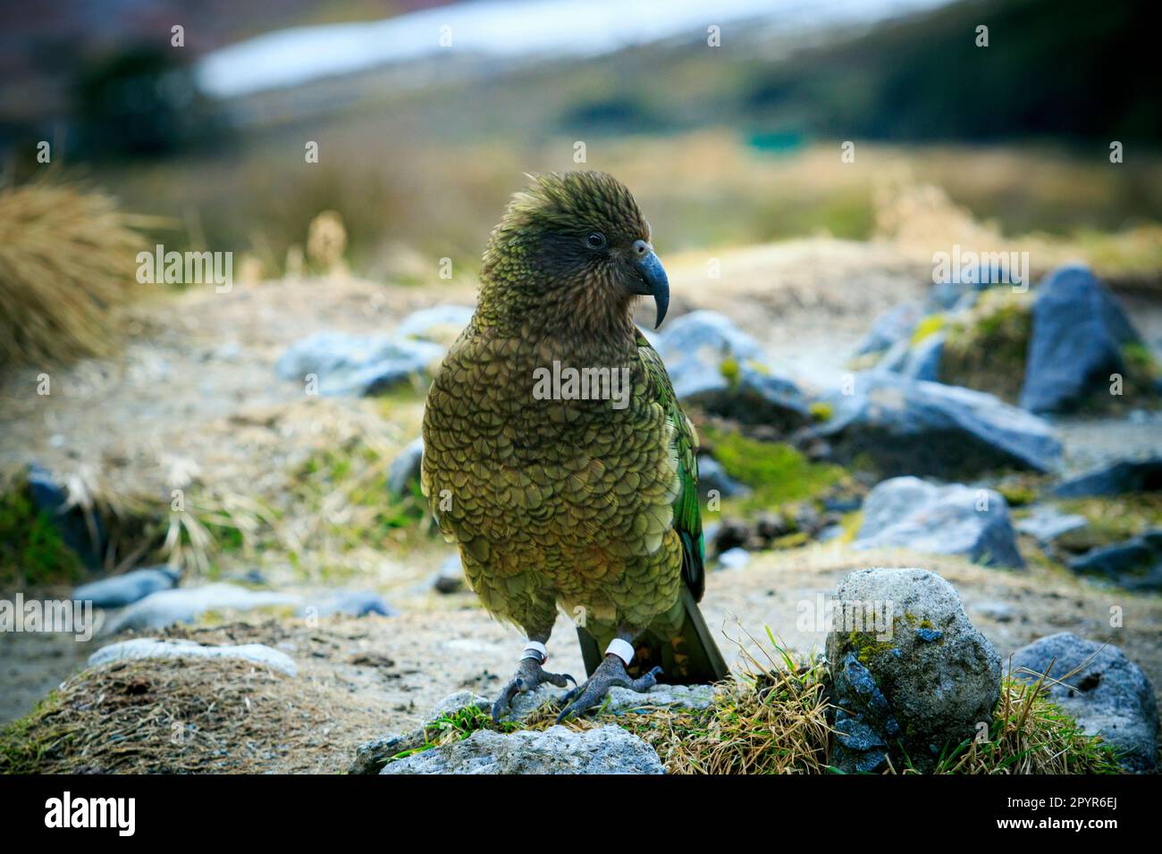 Kea bird detail hi-res stock photography and images - Alamy