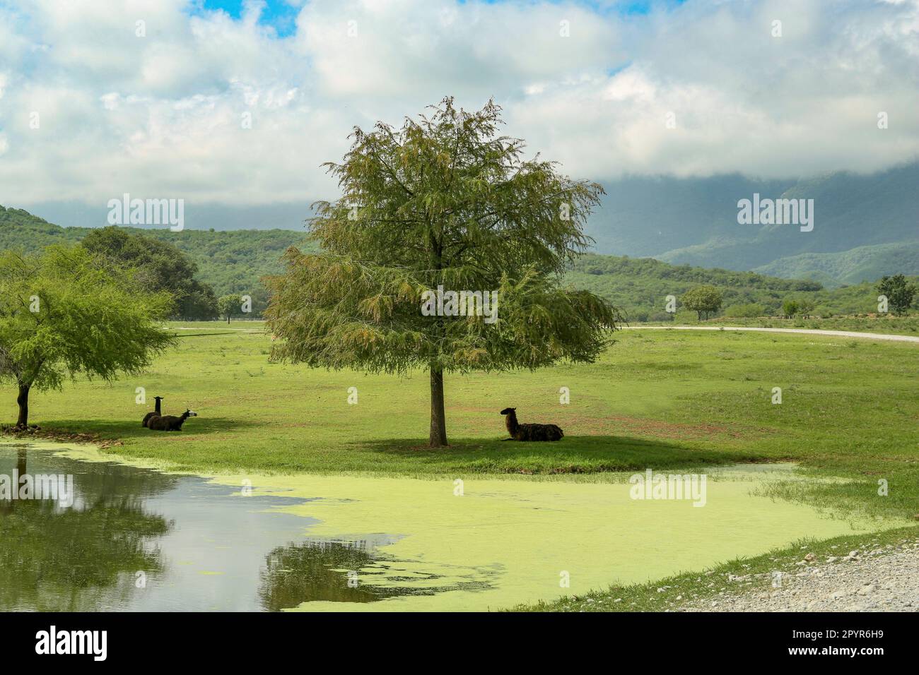 Picturesque view of safari park with animals near lake Stock Photo - Alamy