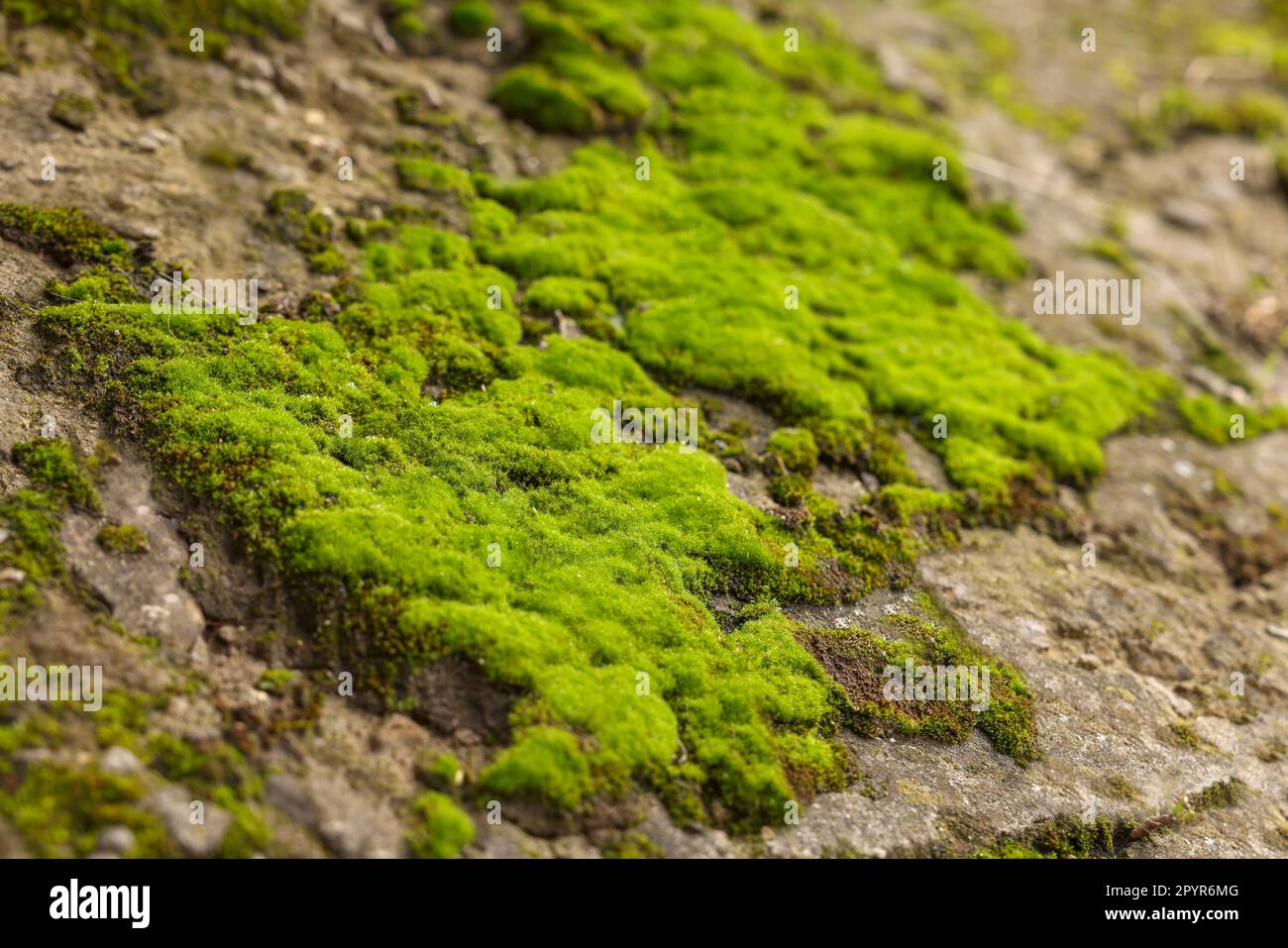 Surface with moss hi-res stock photography and images - Alamy