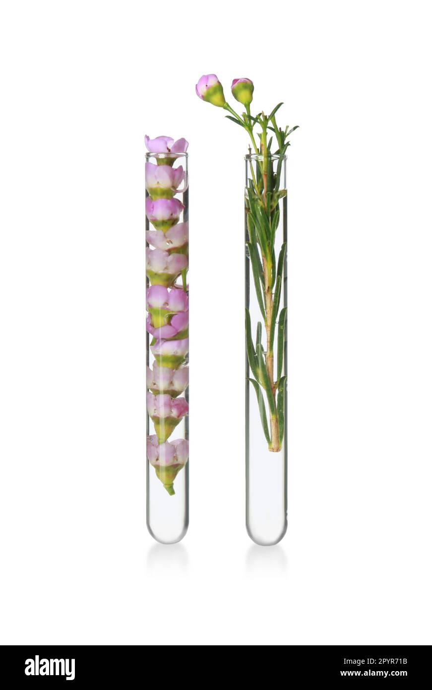 Flowers in test tubes on white background Stock Photo - Alamy