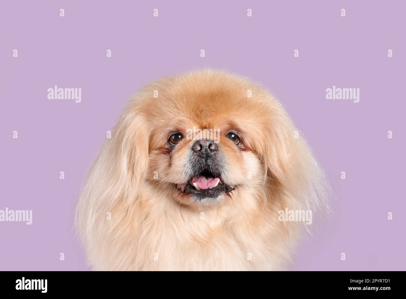 Cute dog on lilac background Stock Photo - Alamy