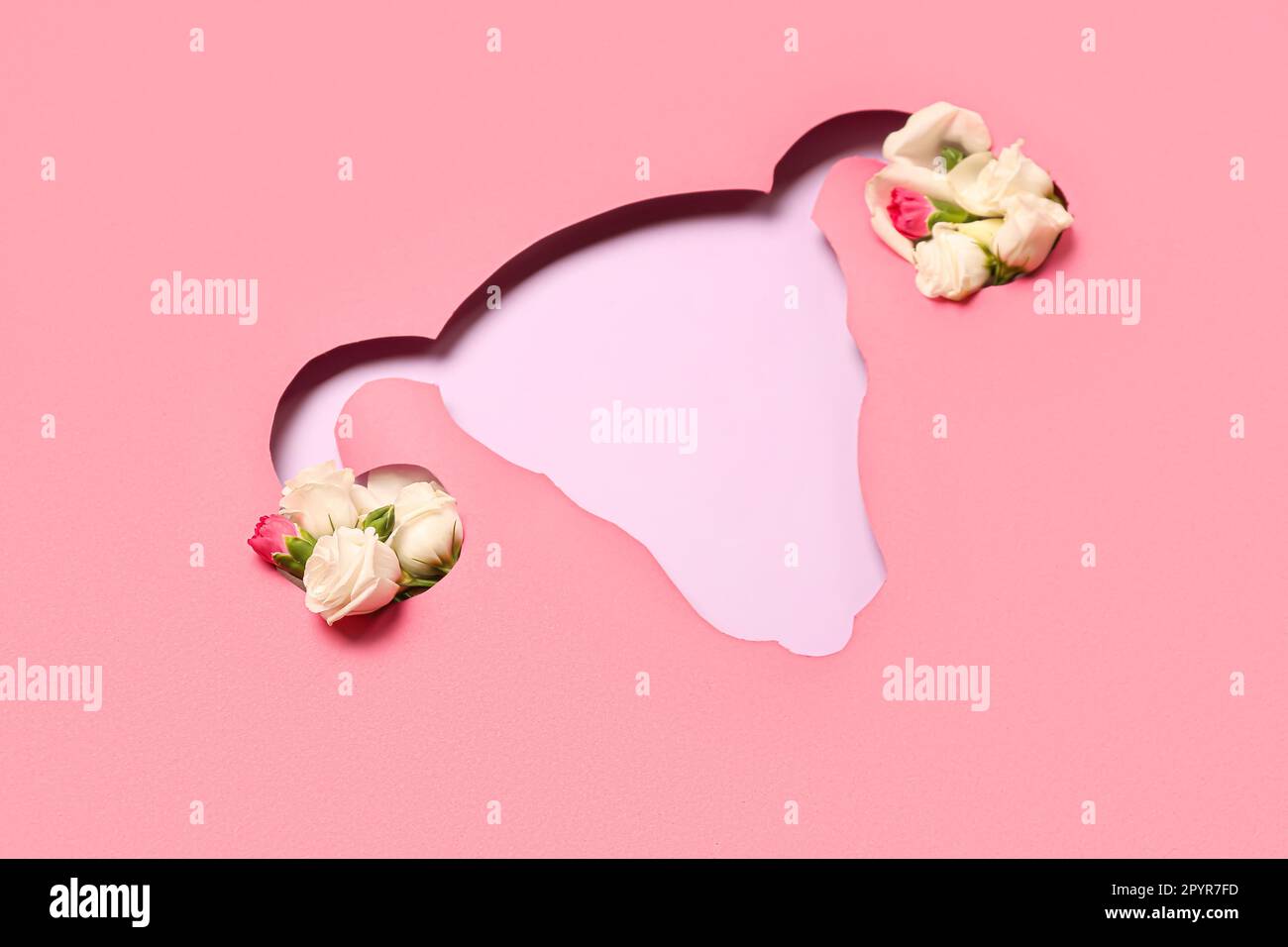 Cut pink paper in shape of uterus with roses on lilac background Stock ...