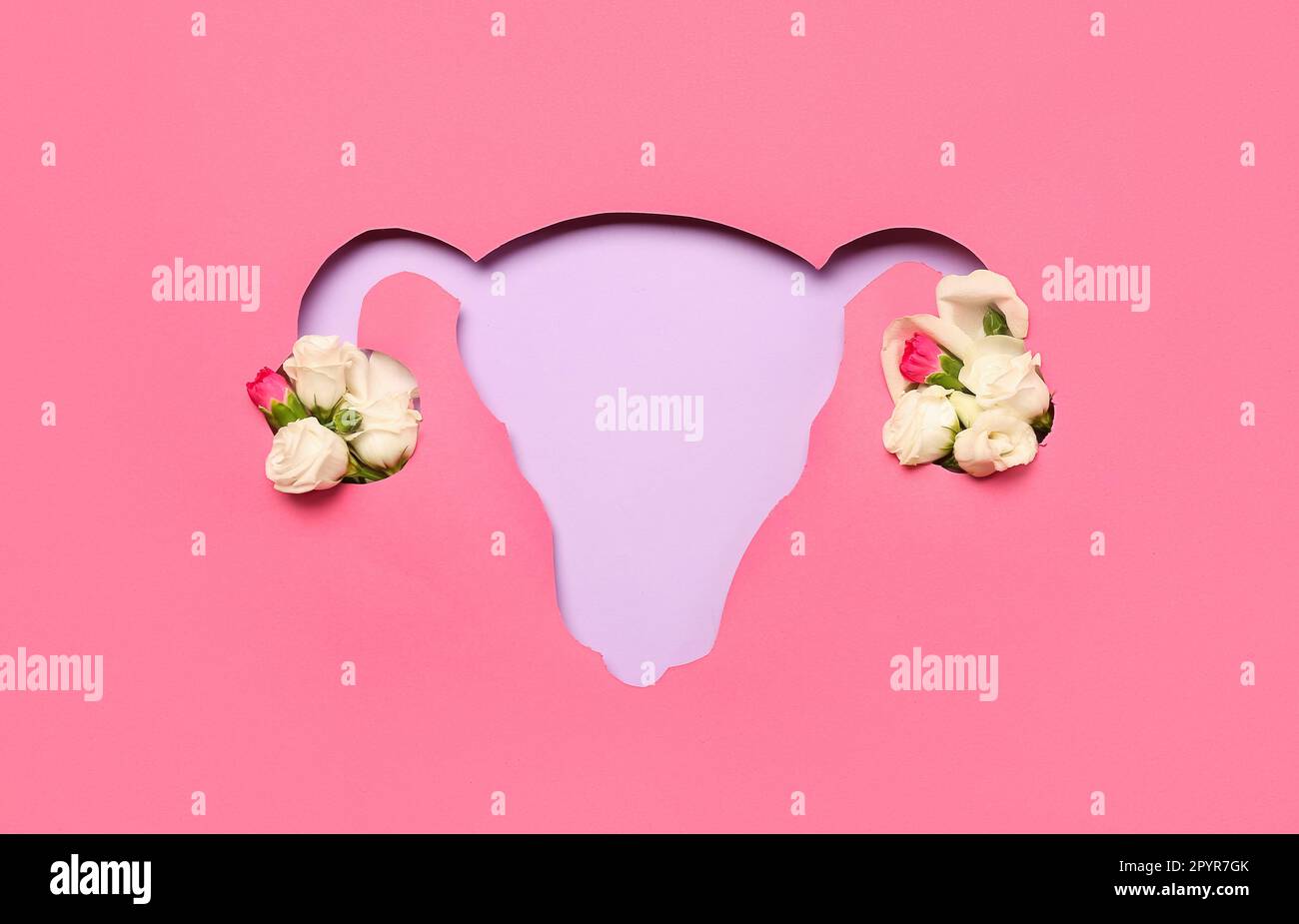 Cut pink paper in shape of uterus with roses on lilac background Stock ...