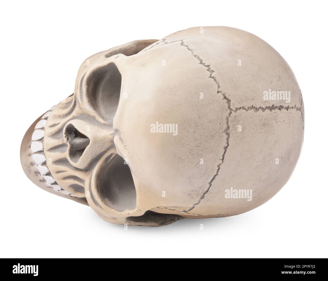Human skull with teeth isolated on white Stock Photo - Alamy