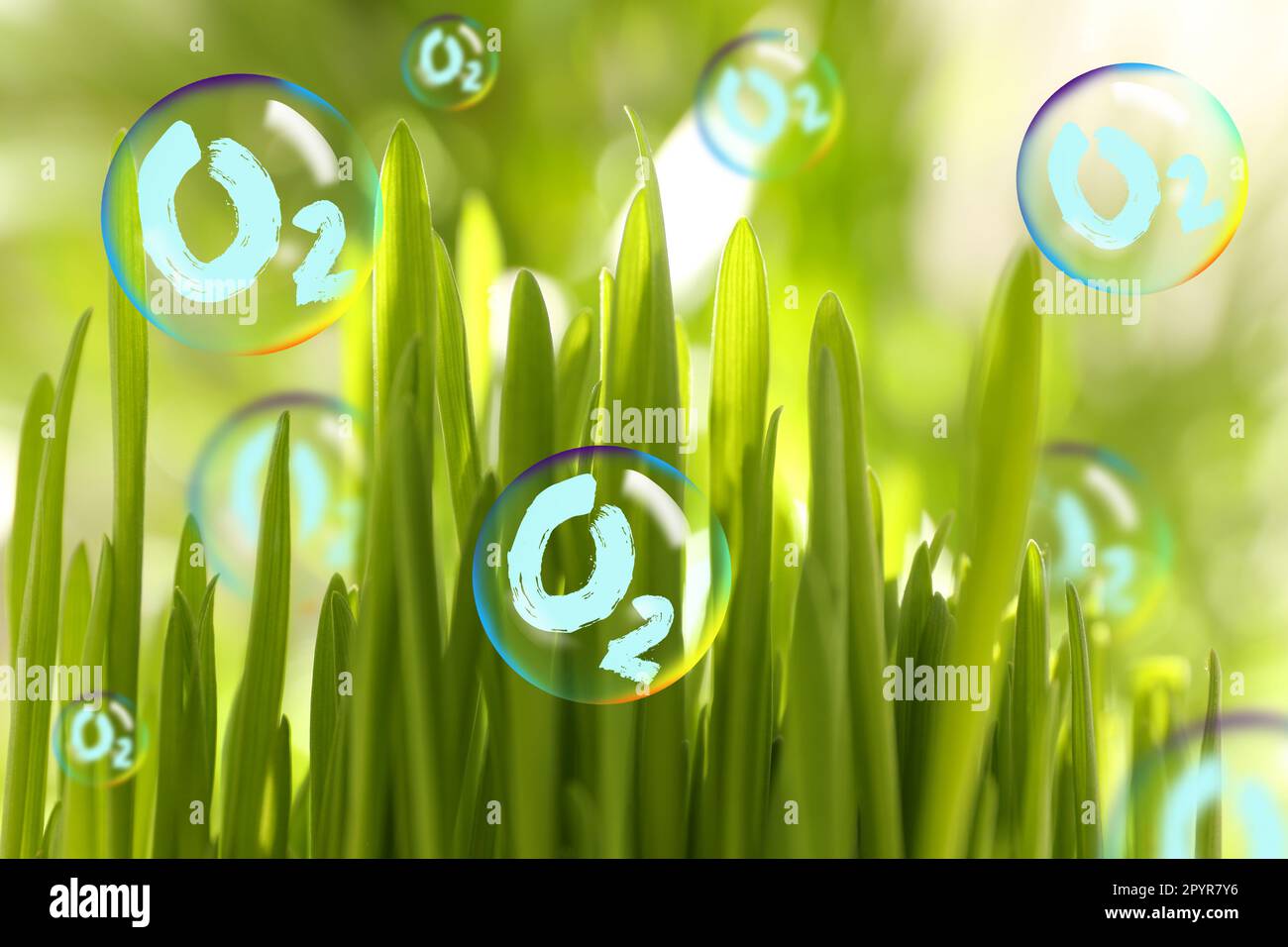 O2 molecules in bubbles near green grass on sunny day. Oxygen release ...
