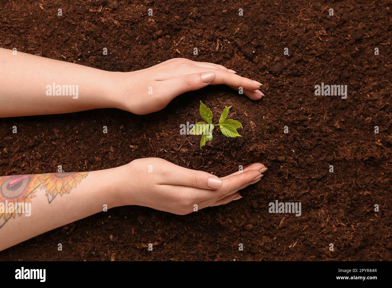 Hands planting young tree top hi-res stock photography and images - Alamy