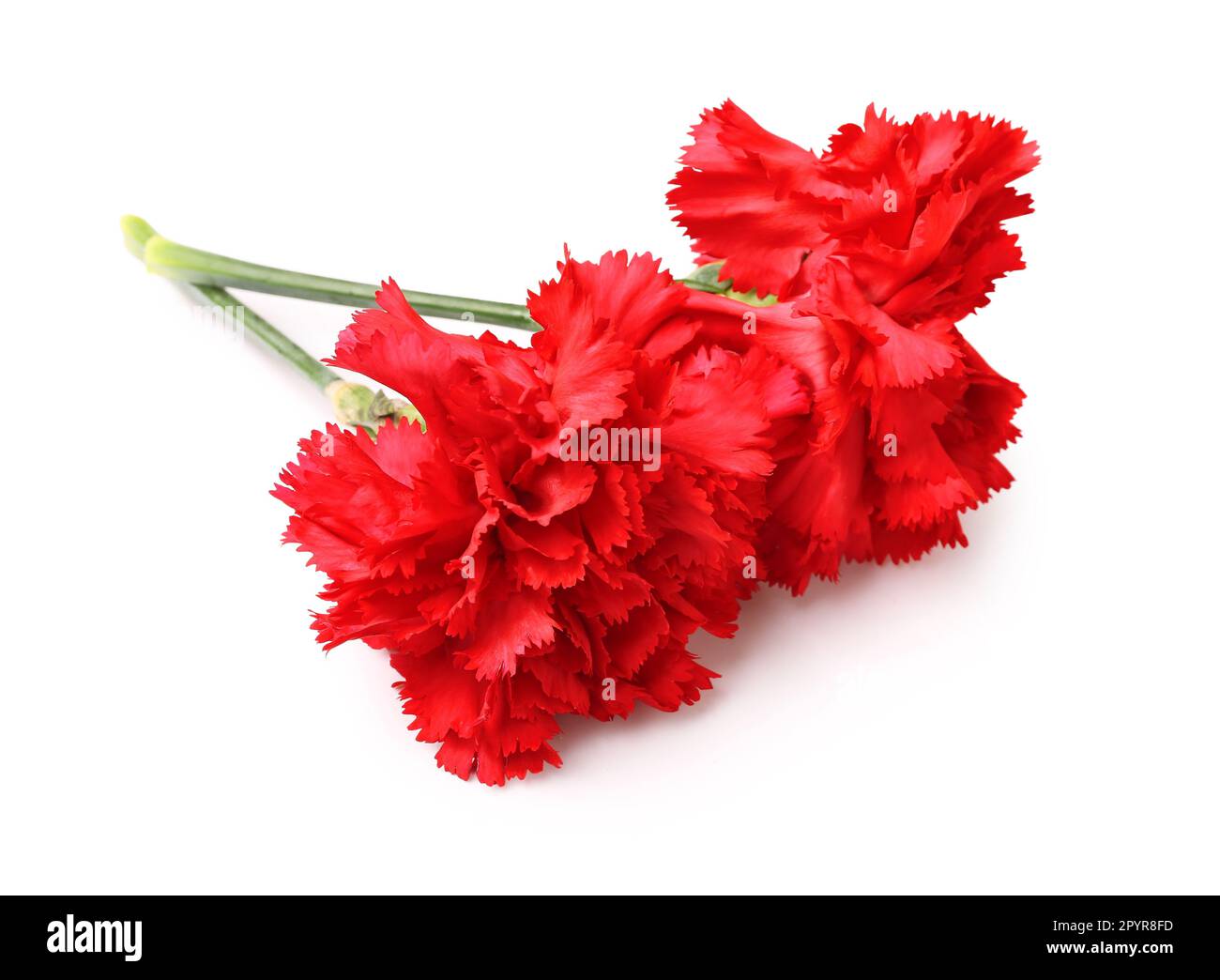 Blooming red carnations flowers Cut Out Stock Images & Pictures - Alamy