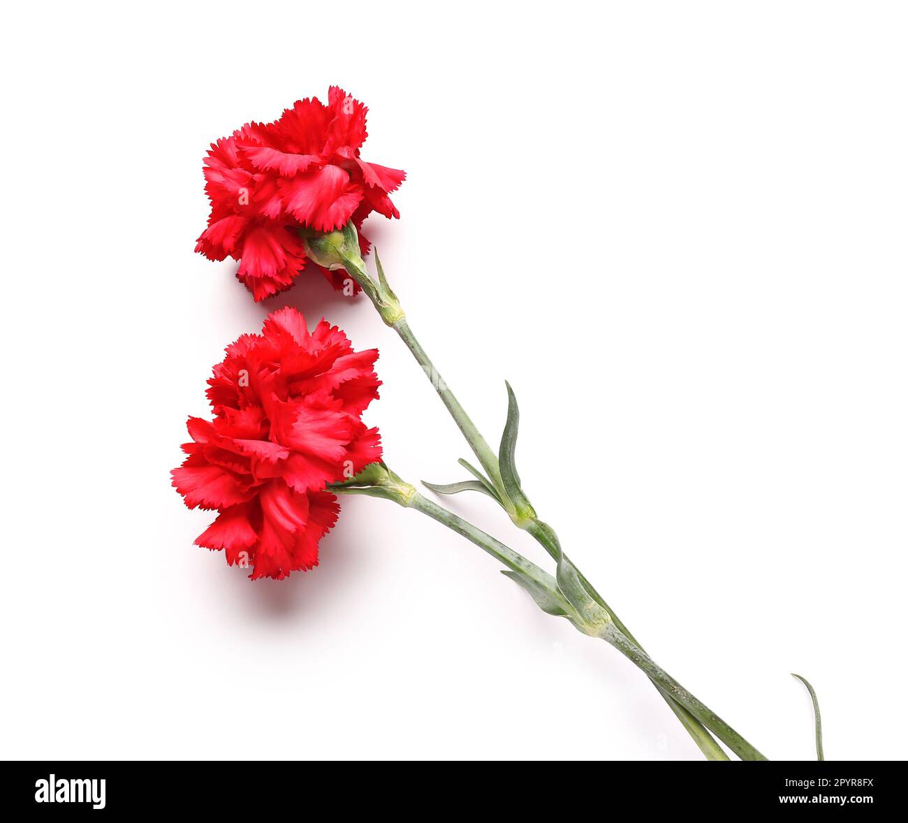 Two red carnations on white background Stock Photo - Alamy