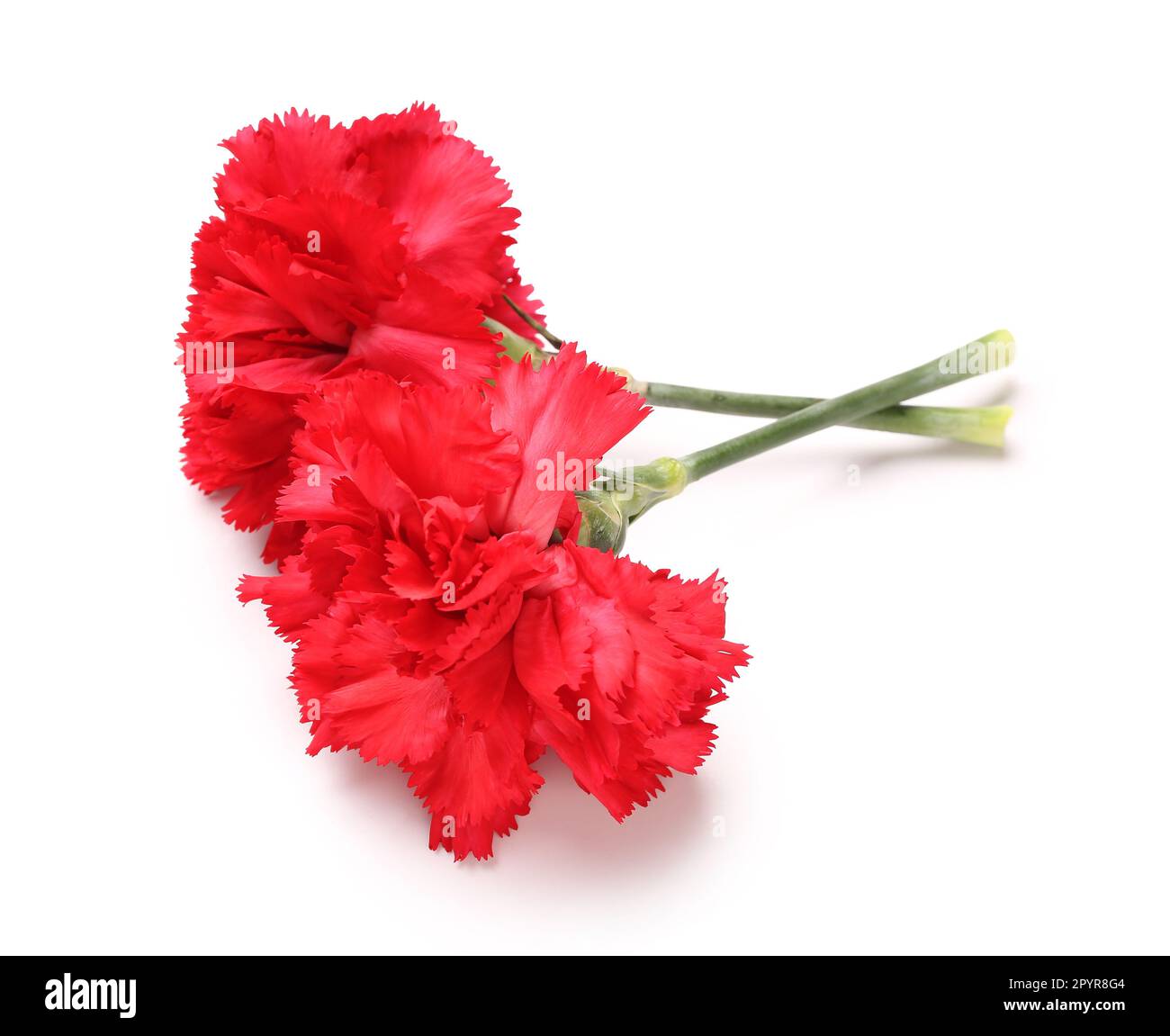 Blooming red carnations flowers Cut Out Stock Images & Pictures - Alamy