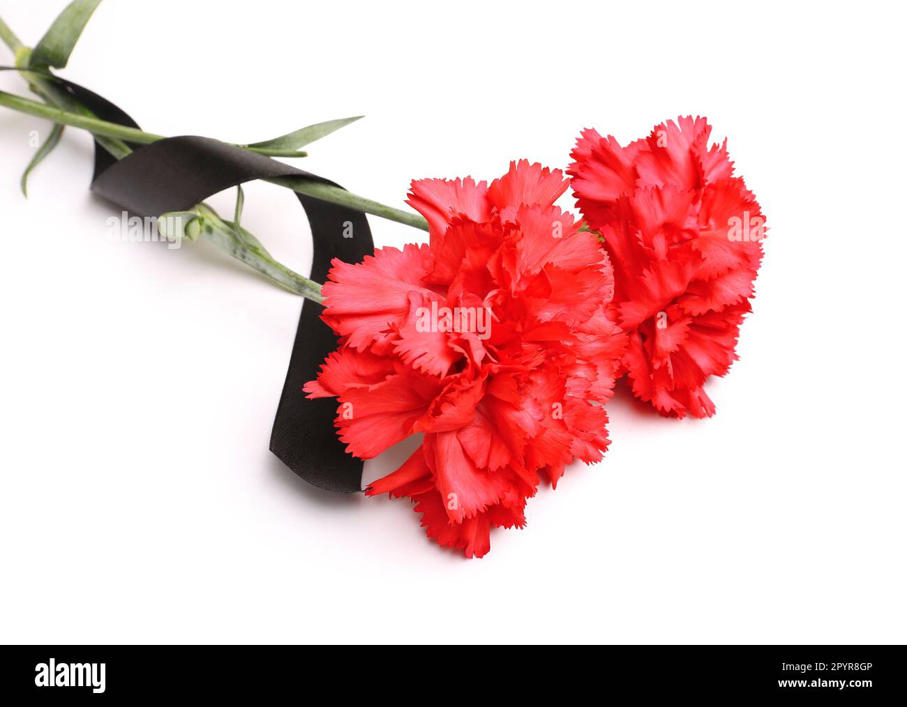 Two red carnations and black ribbon on white background Stock Photo - Alamy
